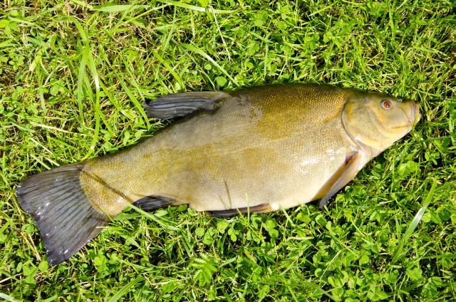 Liny w stawie – hodowla i pielęgnacja - Woda w ogrodzie - Ogród - Infor.pl